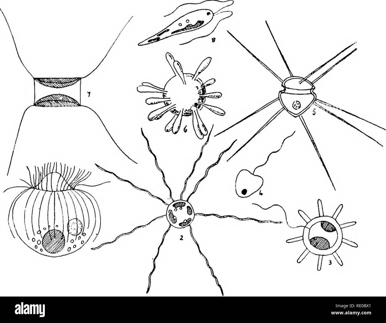 Symbiotic alga Black and White Stock Photos & Images - Alamy