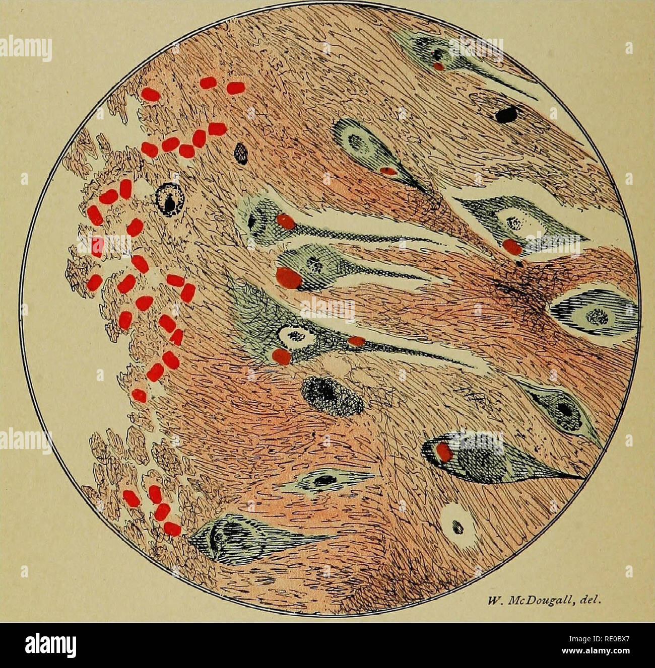 Stained dog tissue hi-res stock photography and images - Alamy