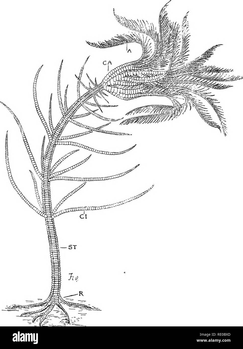 John thompson arms hi-res stock photography and images - Alamy