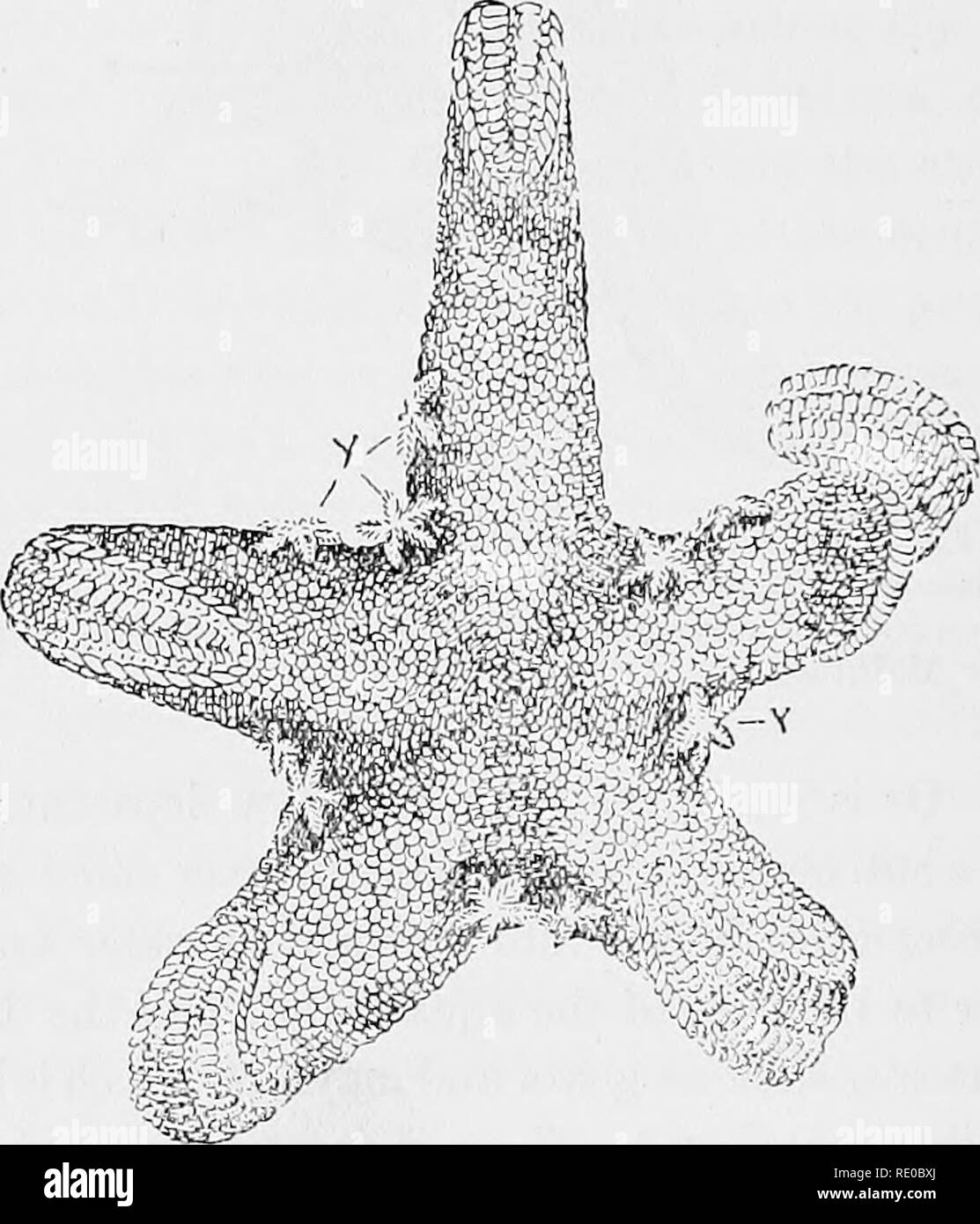 Starfish Diagram Bivium