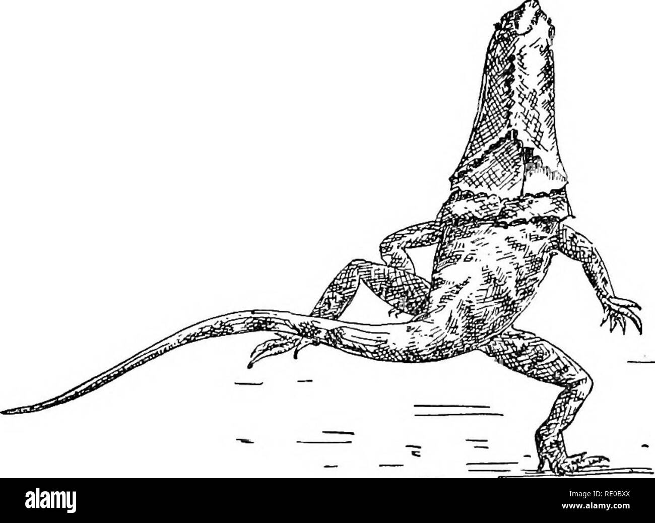 Frilled Lizard Running