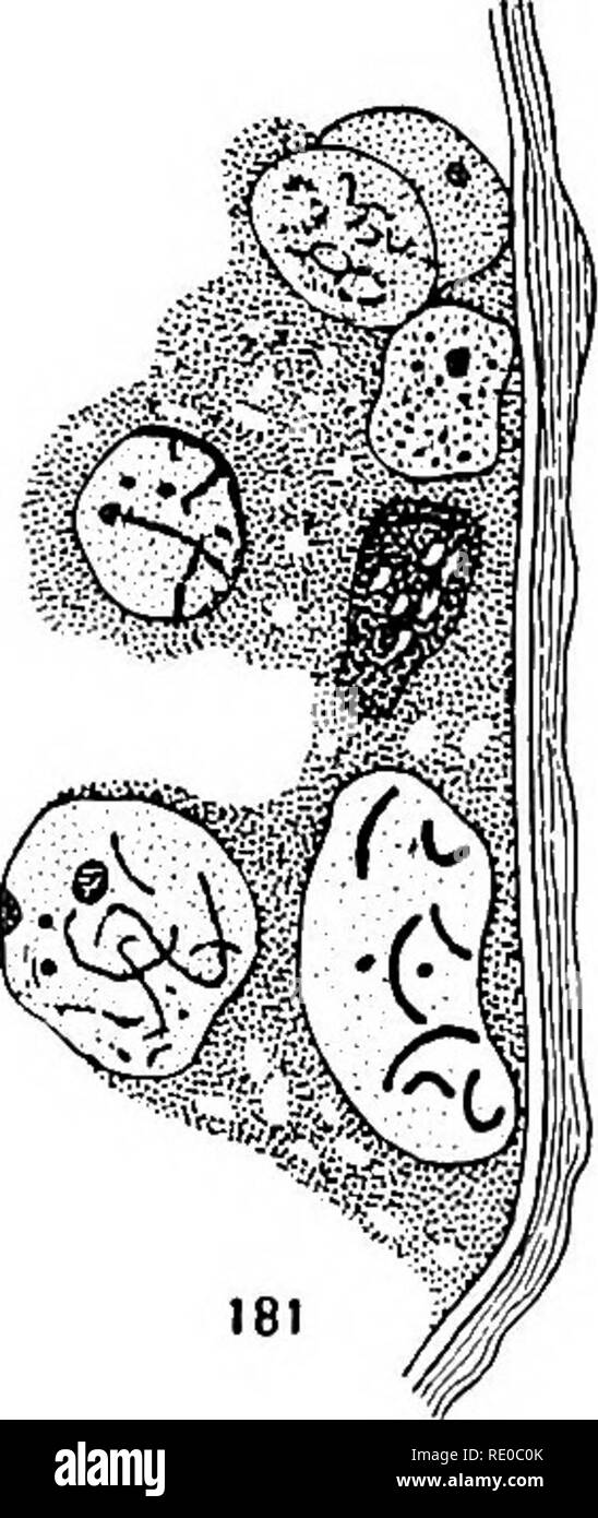 Parthenogenic reproduction hi-res stock photography and images - Alamy