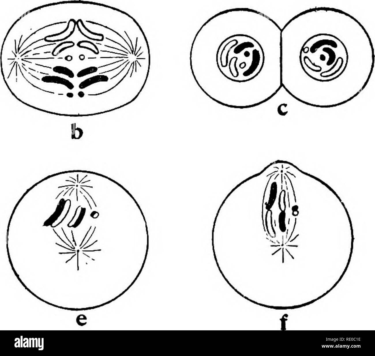 . The germ-cell cycle in animals . Cells. !$' i' ? i f ? Fig. 82 ...