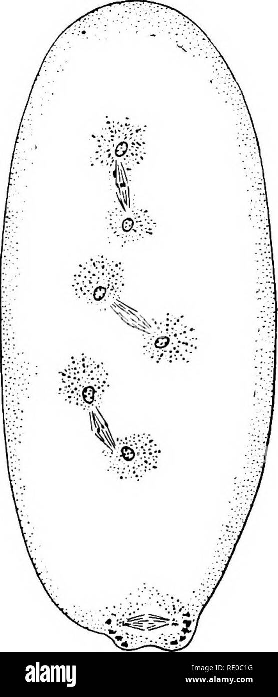 Cytoplasmic region hi-res stock photography and images - Alamy