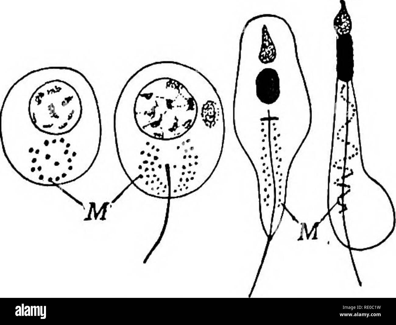 . The germ-cell cycle in animals . Cells. 286 GERM-CELL CYCLE IN ...