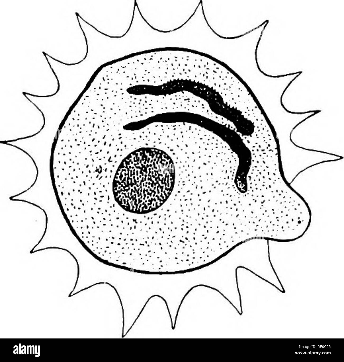 Female gamete Black and White Stock Photos & Images - Alamy