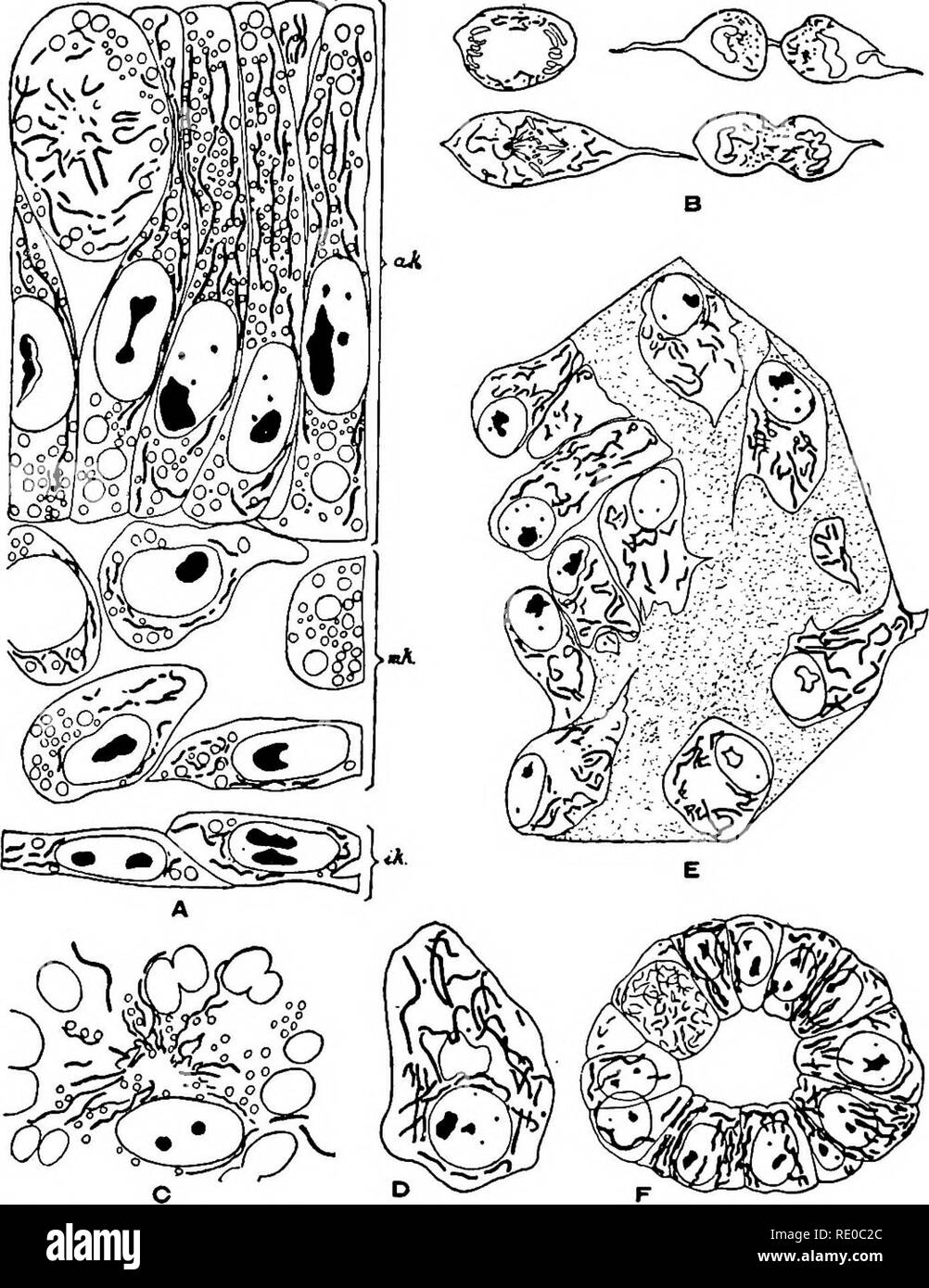Bone cells illustrations hi-res stock photography and images - Alamy