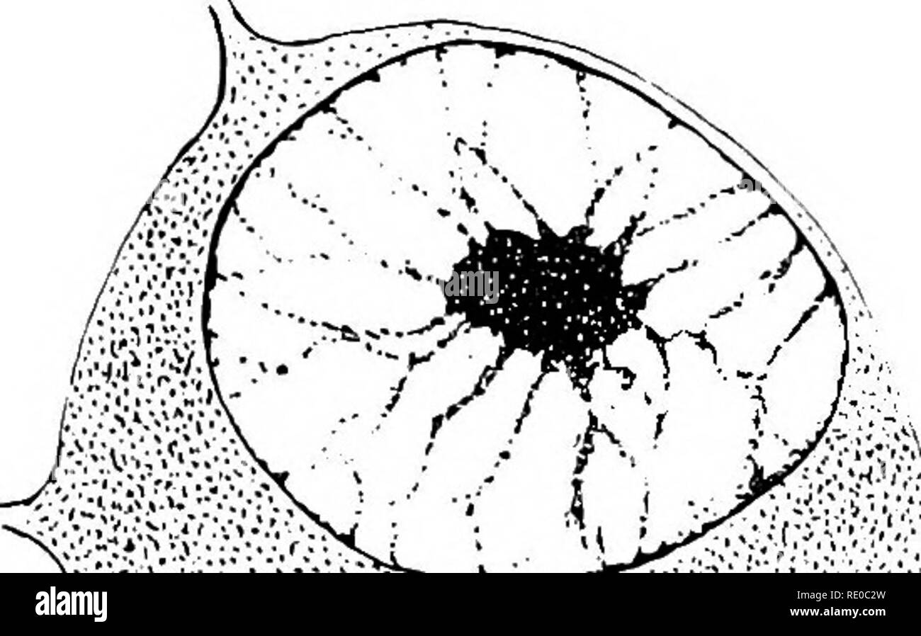 Cell senescence Black and White Stock Photos & Images - Alamy