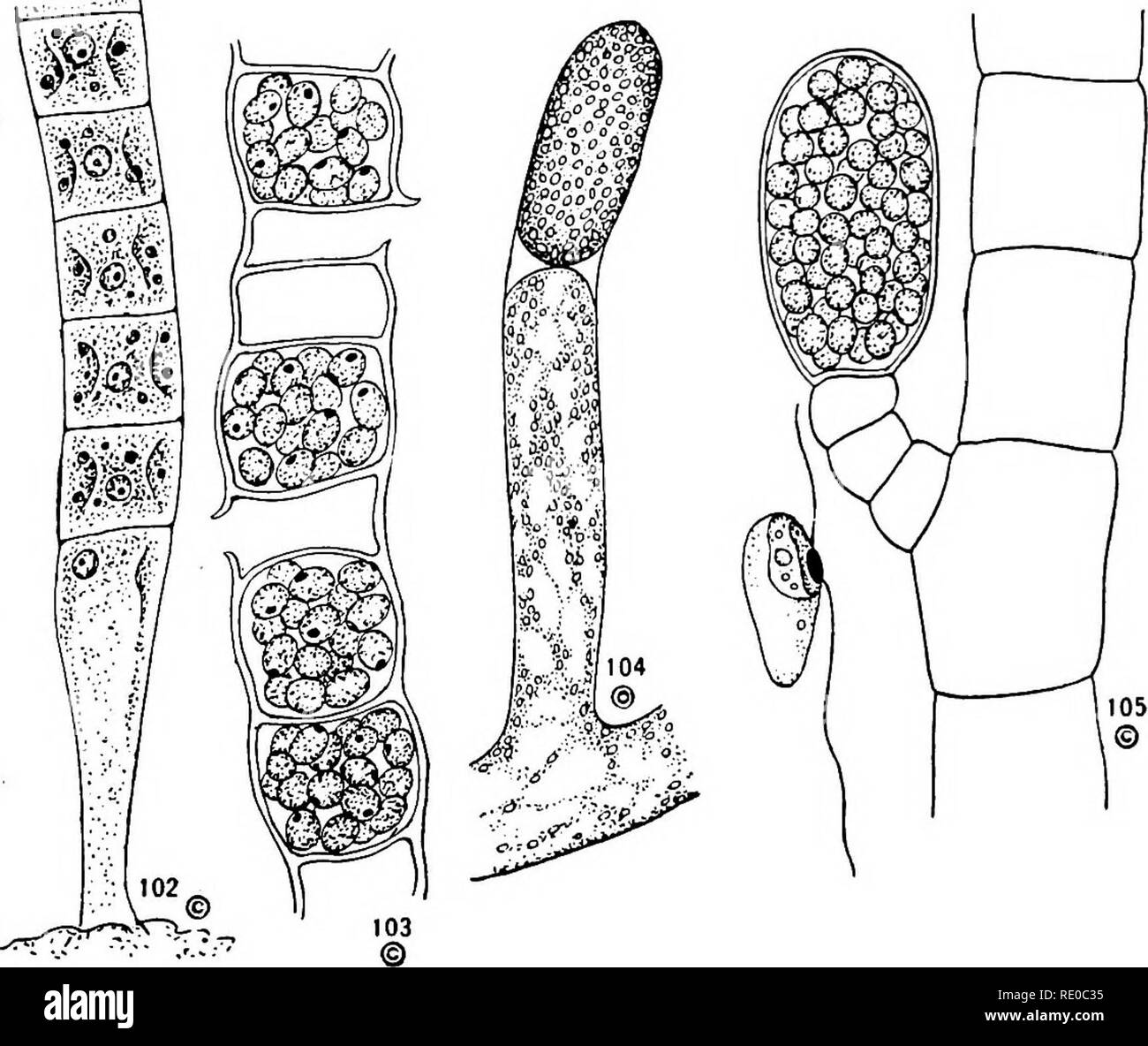 Spore forming Black and White Stock Photos & Images - Alamy