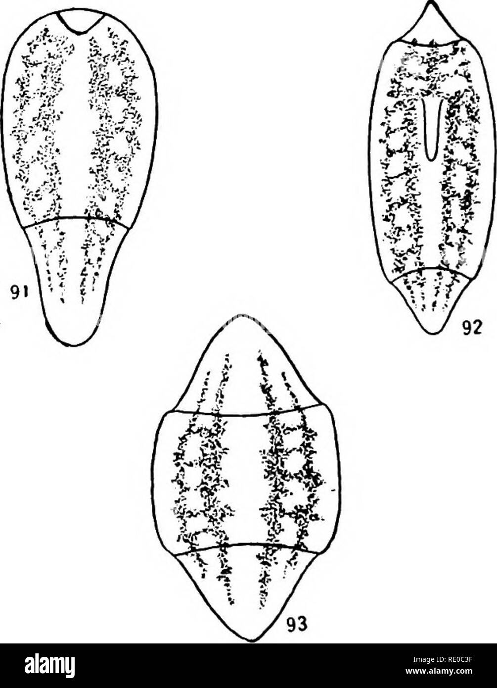 Planaria reproduction hi-res stock photography and images - Alamy