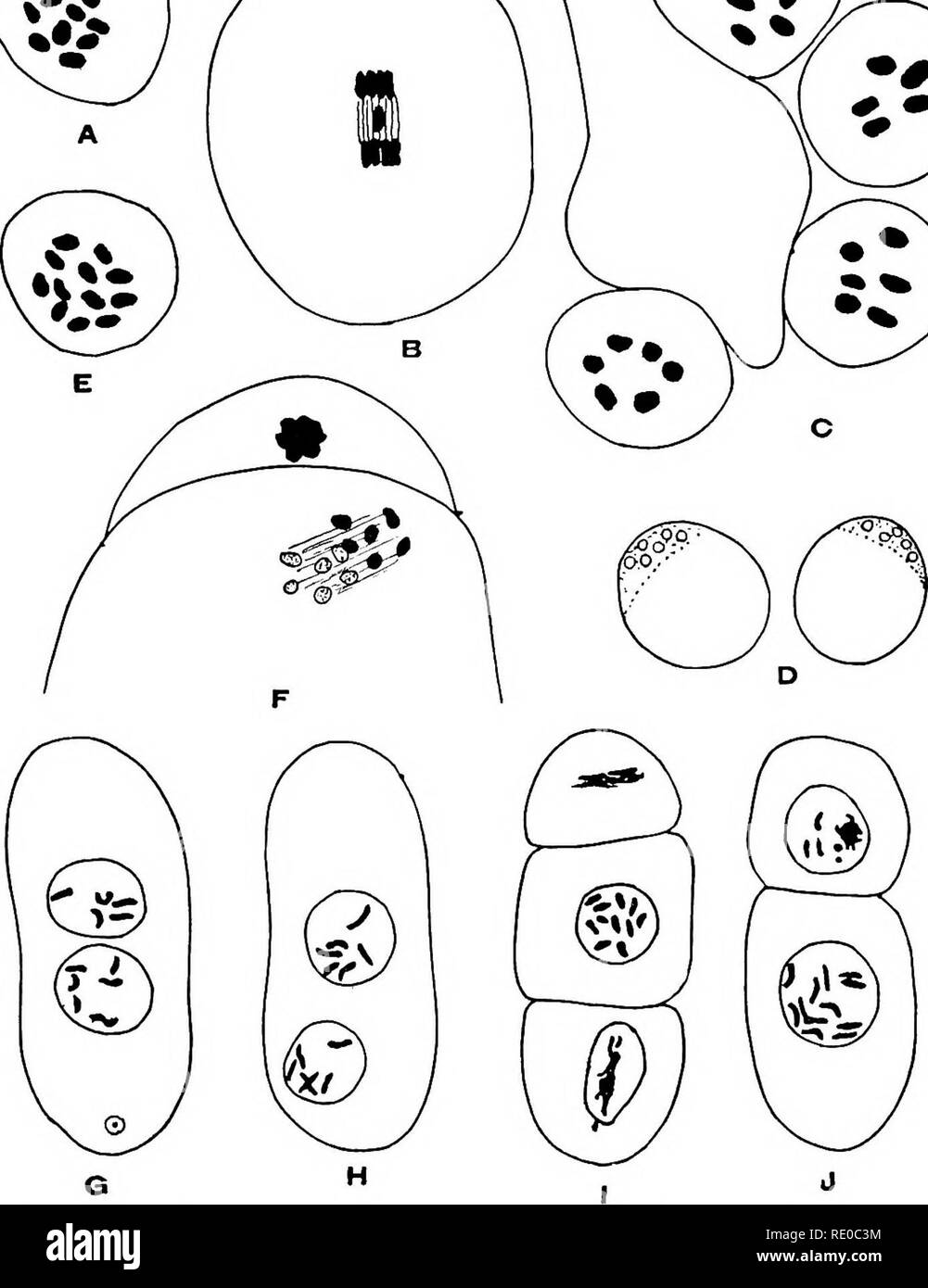 . The germ-cell cycle in animals . Cells. Fig. 64. — Behavior of ...
