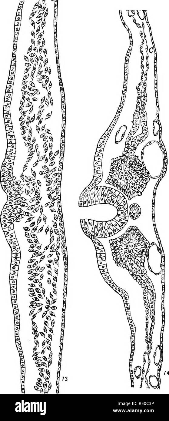 Chick embryo hi-res stock photography and images - Alamy