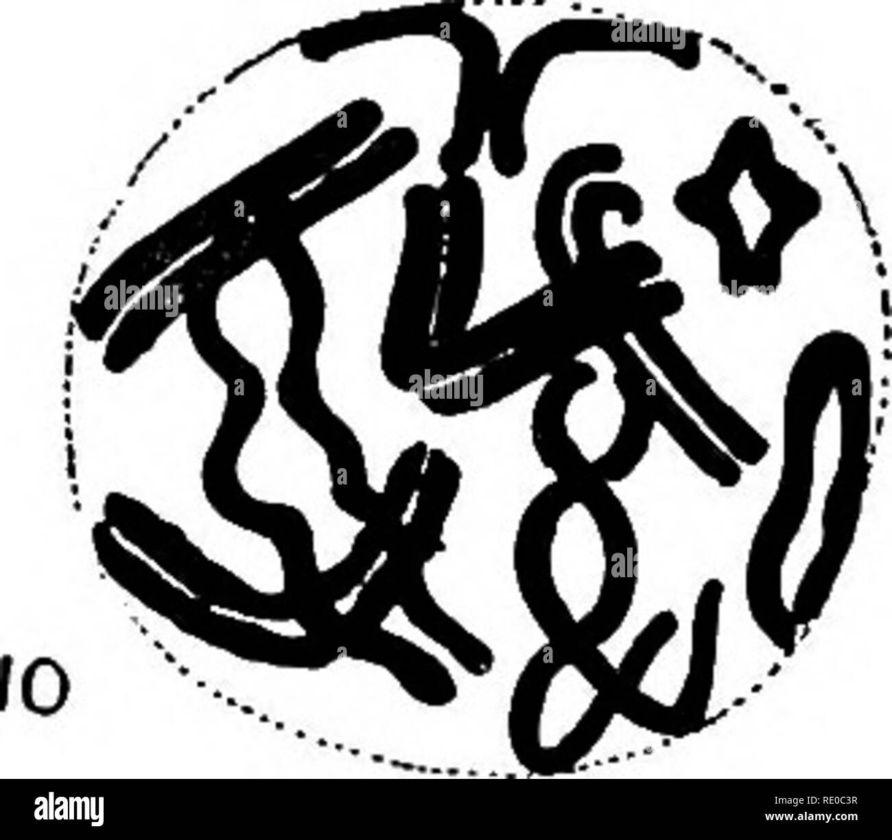 . The germ-cell cycle in animals . Cells. Fig. 62. — Prophases of the ...
