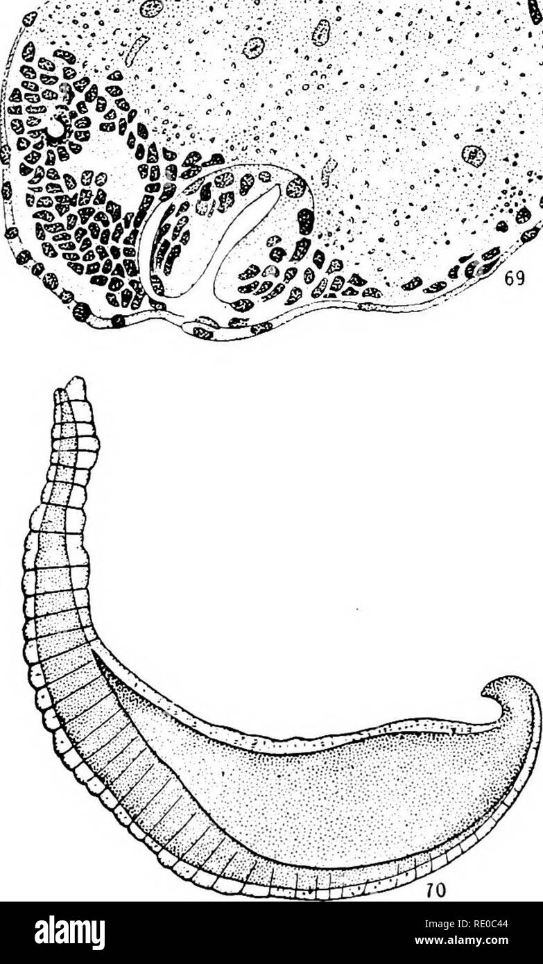 Lumbricus Longitudinal Section