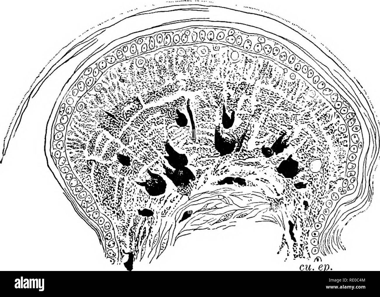 Phototaxis hi-res stock photography and images - Alamy