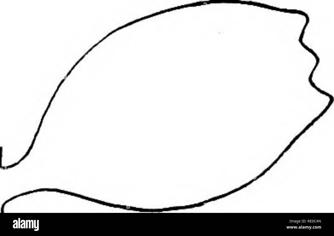 . Senescence and rejuvenescence. Age; Reproduction. AGAMIC REPRODUCTION ...