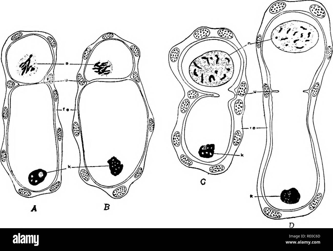 . The germ-cell cycle in animals . Cells. 152 GERM-CELL CYCLE IN ...