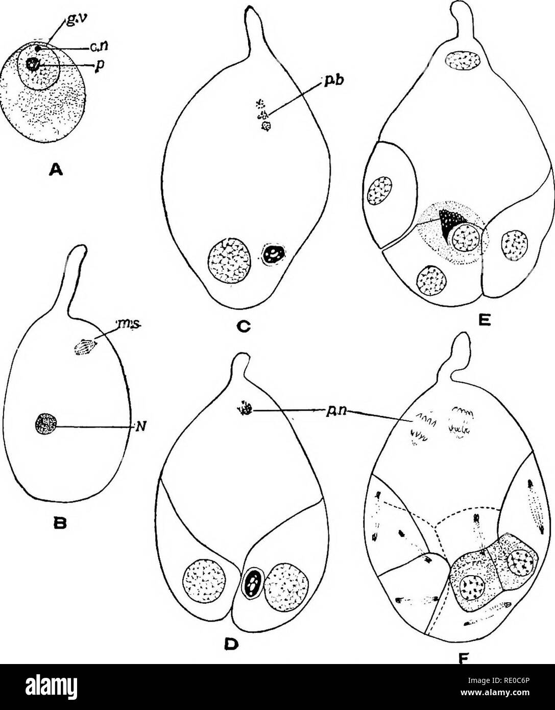 Egg Deposition Cut Out Stock Images & Pictures - Alamy