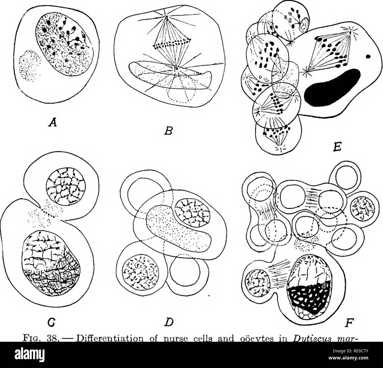 . The germ-cell cycle in animals . Cells. GERM CELLS IN THE ARTHROPODA ...