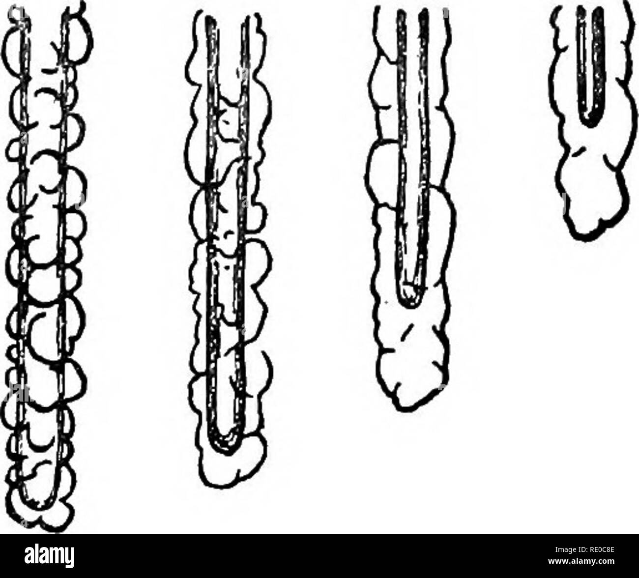 Pseudopodium Black and White Stock Photos & Images - Alamy
