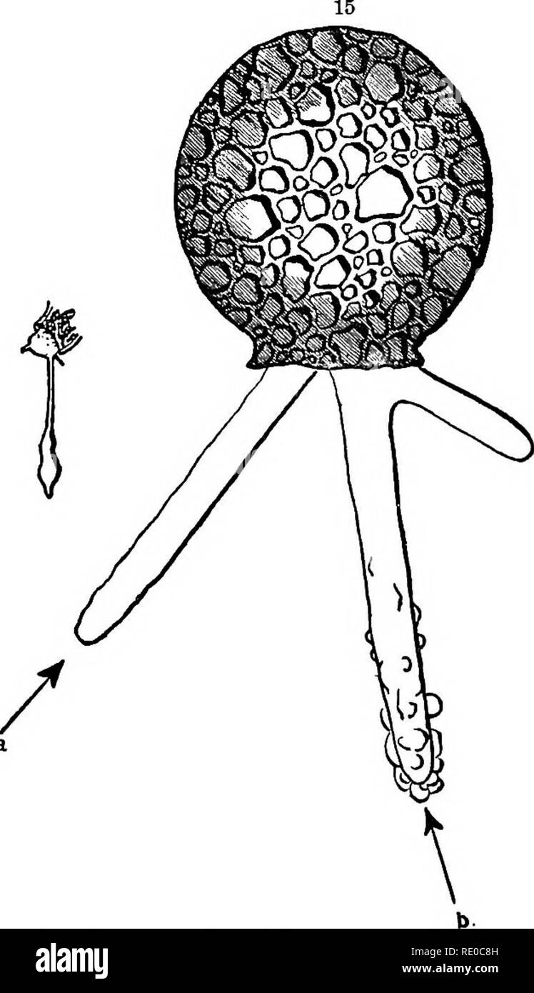 Pseudopodium Black and White Stock Photos & Images - Alamy