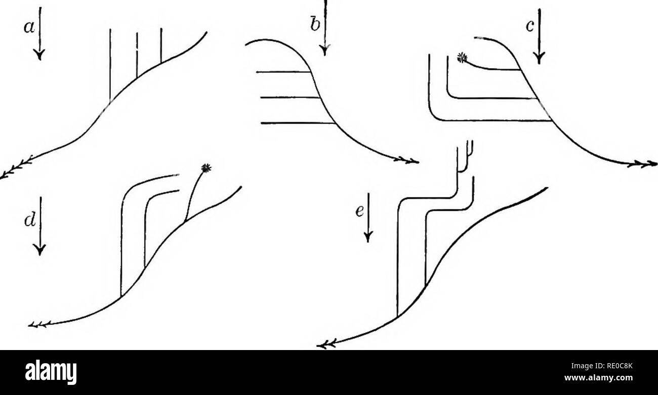 . Experimental morphology. Protoplasm; Growth. §2] GEOTROPISM 401 Ions ...