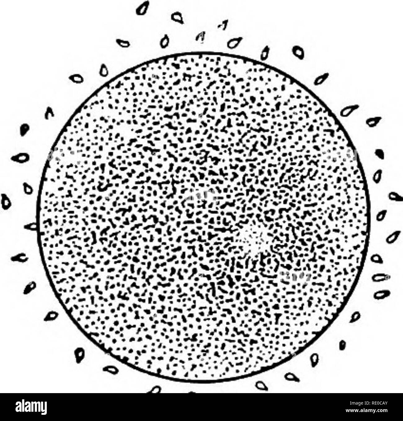 Abnormal cell division Black and White Stock Photos & Images - Alamy