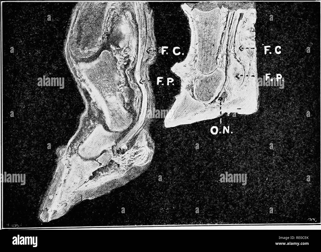 . The spavin group of lameness. Spavin; Horses. l''iG. XIX. — Two ...