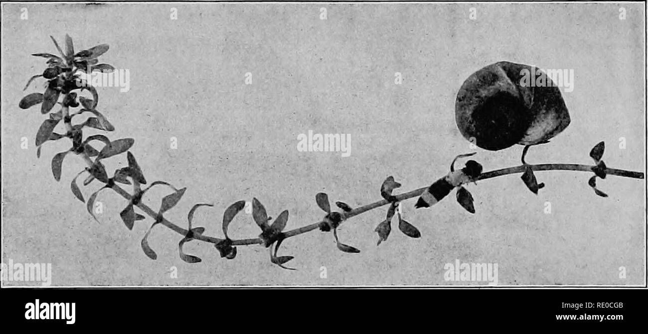 Dissected leaves Black and White Stock Photos & Images - Alamy
