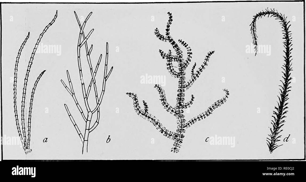 Batrachospermum