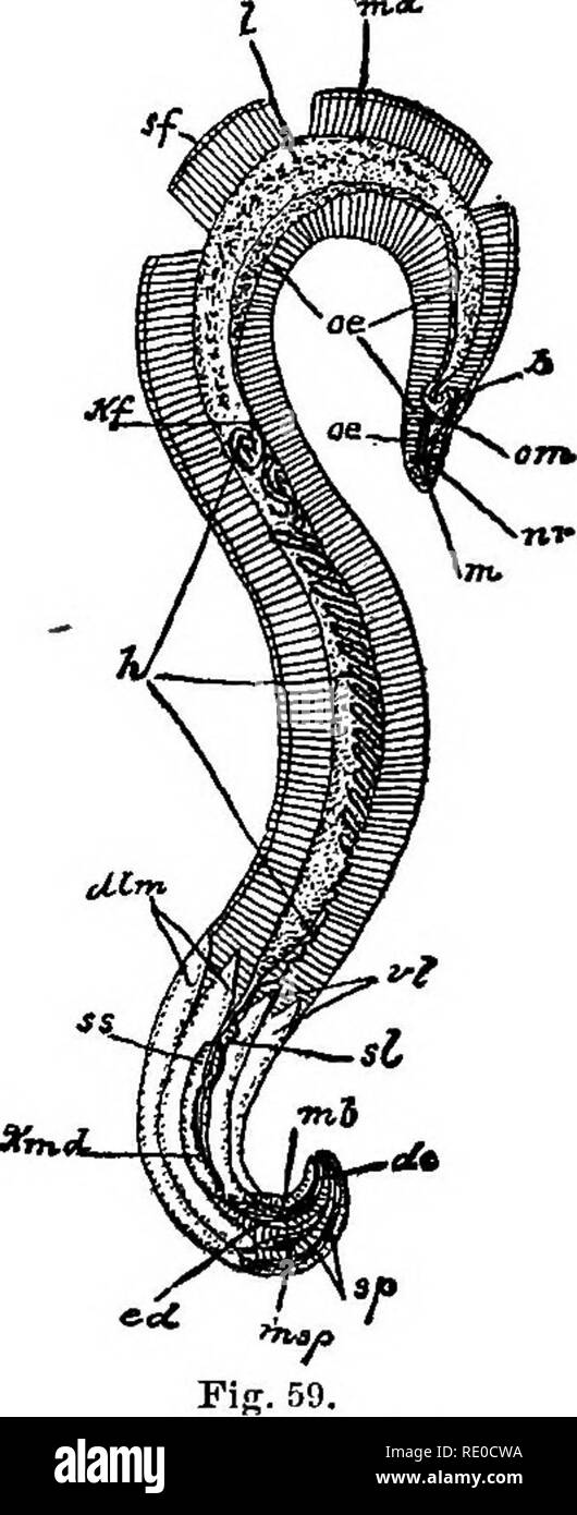 Small papillae Black and White Stock Photos & Images - Alamy