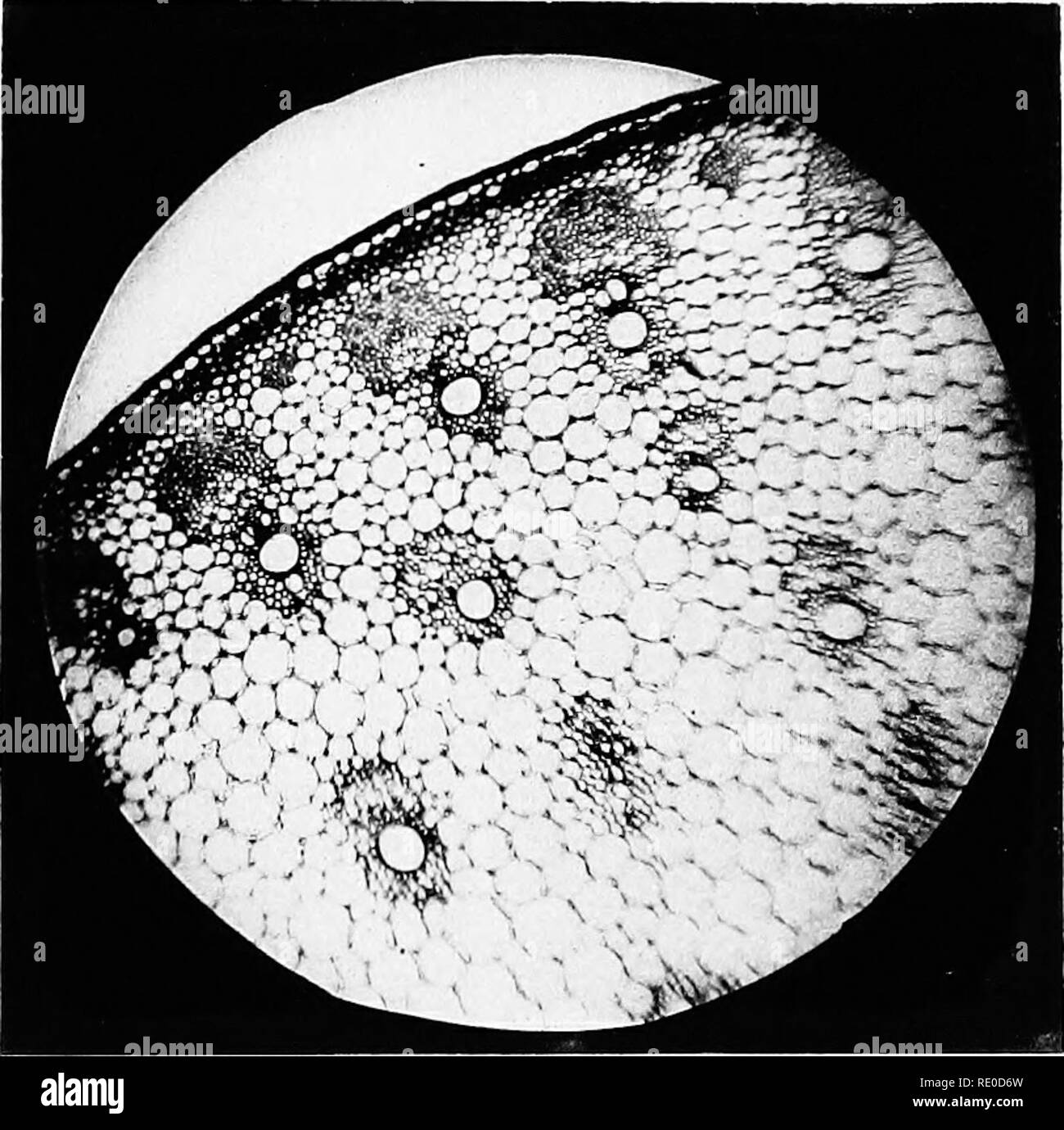 . Photo-micrographs and how to make them. Photomicrography. Fig. i ...
