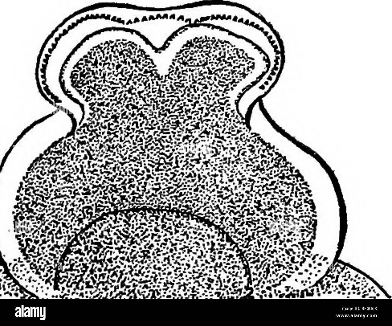 Ascaris life cycle Black and White Stock Photos & Images - Alamy