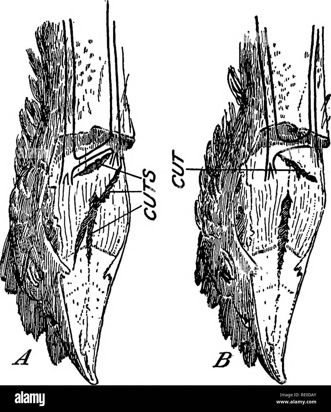 Strong broad lower jaw hi-res stock photography and images - Alamy