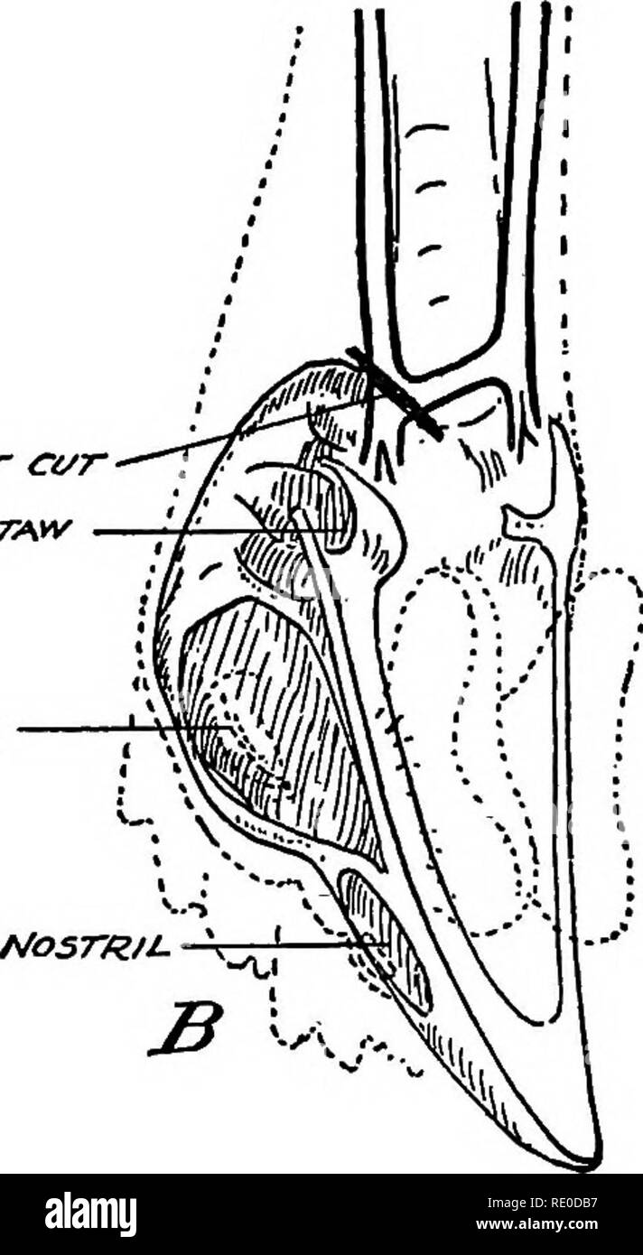 Showing the anatomy of the eye Black and White Stock Photos & Images ...
