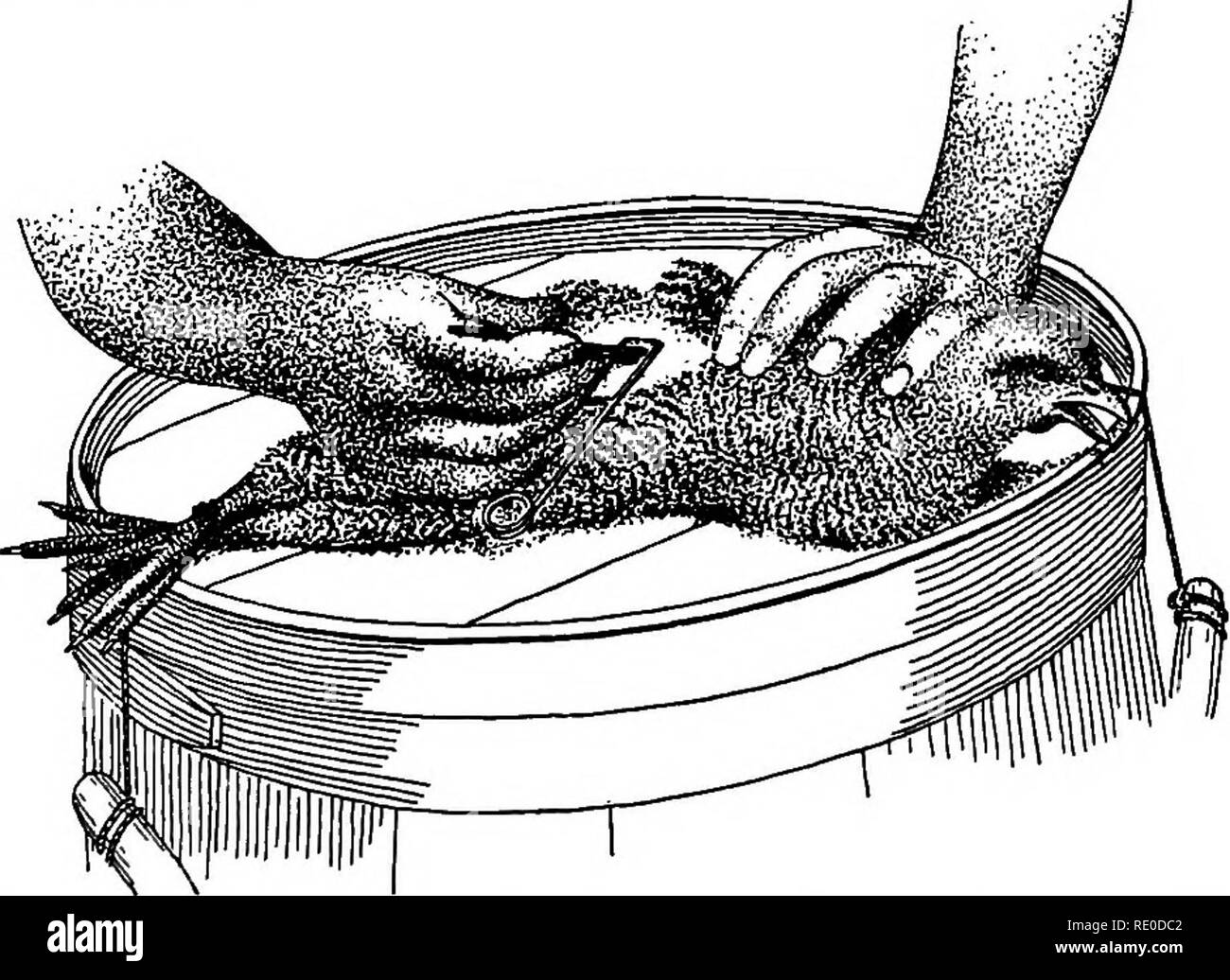 . Diseases of domesticated birds. Poultry; Poultry; Birds. Fig. 60. The ...