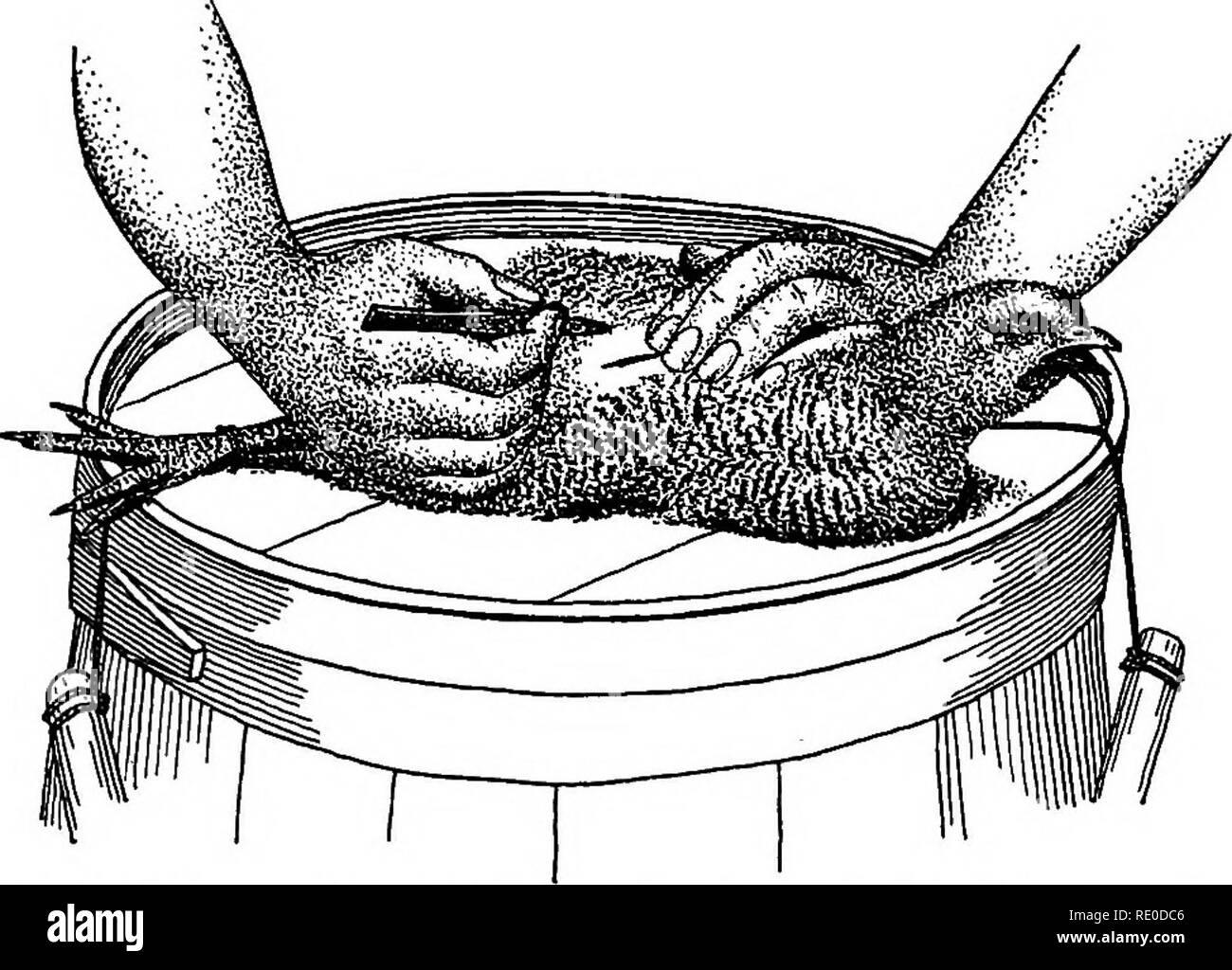 . Diseases of domesticated birds. Poultry; Poultry; Birds. CAPONIZINa ...