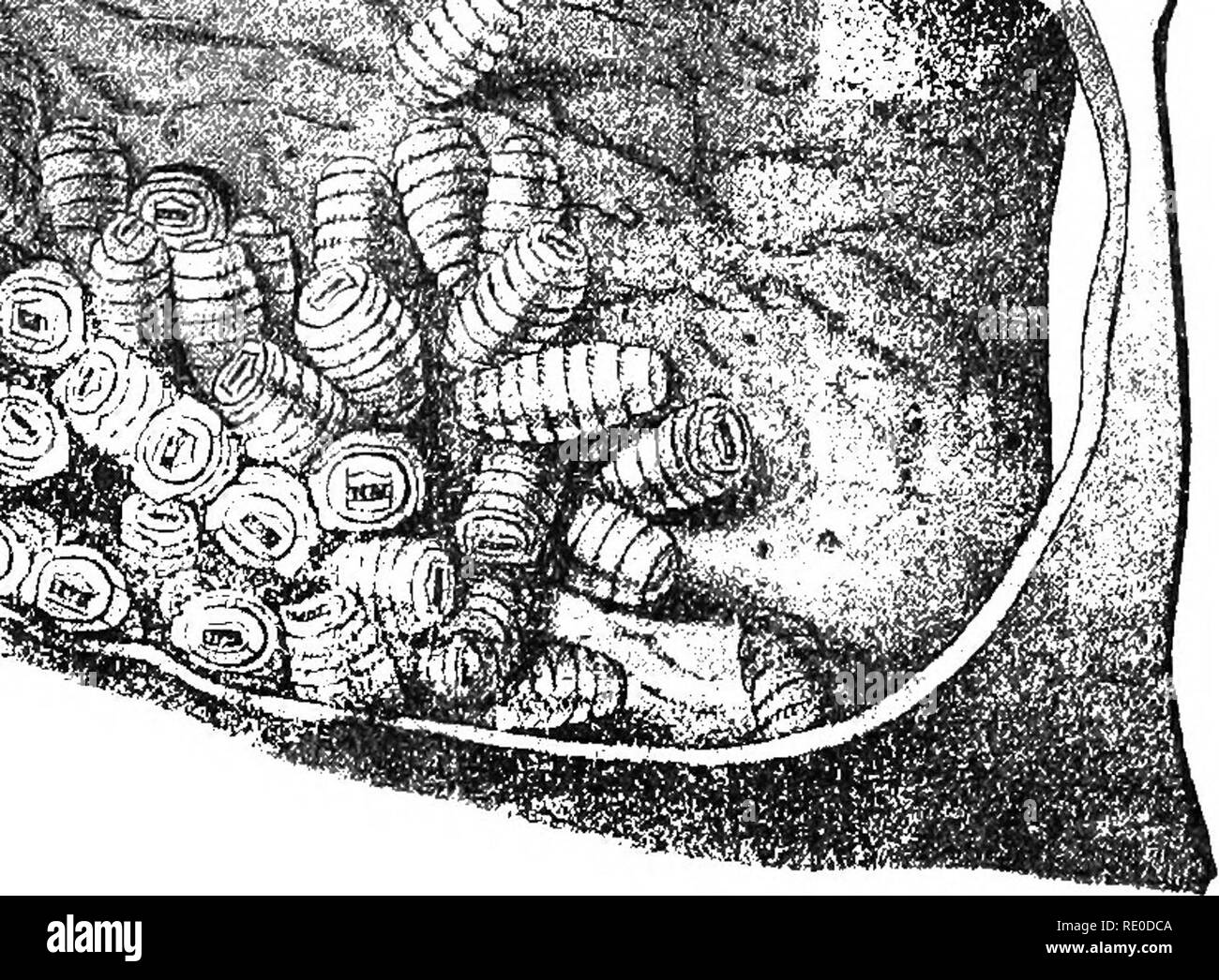 1835 1918 Black and White Stock Photos & Images - Alamy