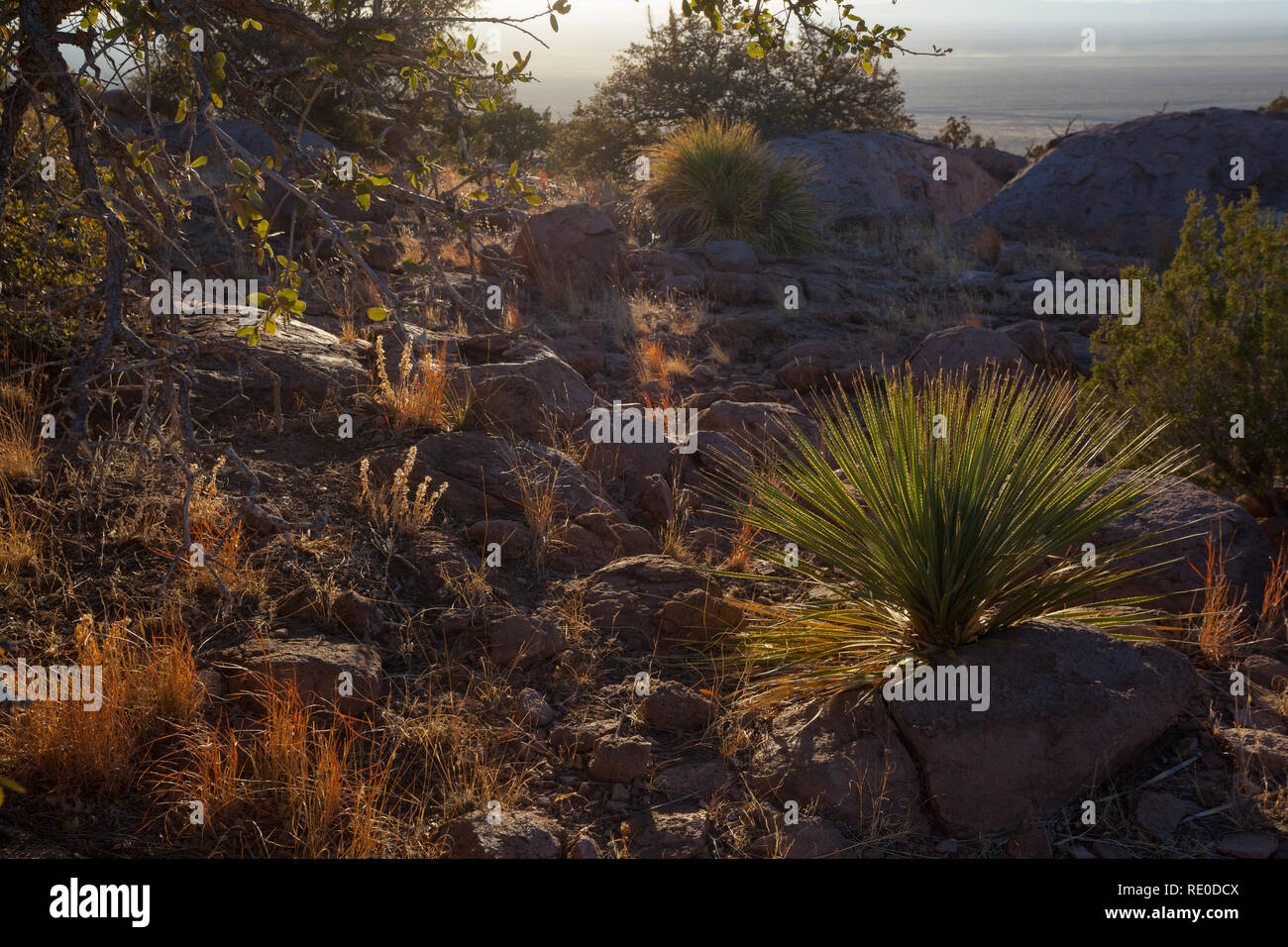 City of Rocks S.P., Grant County, New Mexico, USA Stock Photo - Alamy