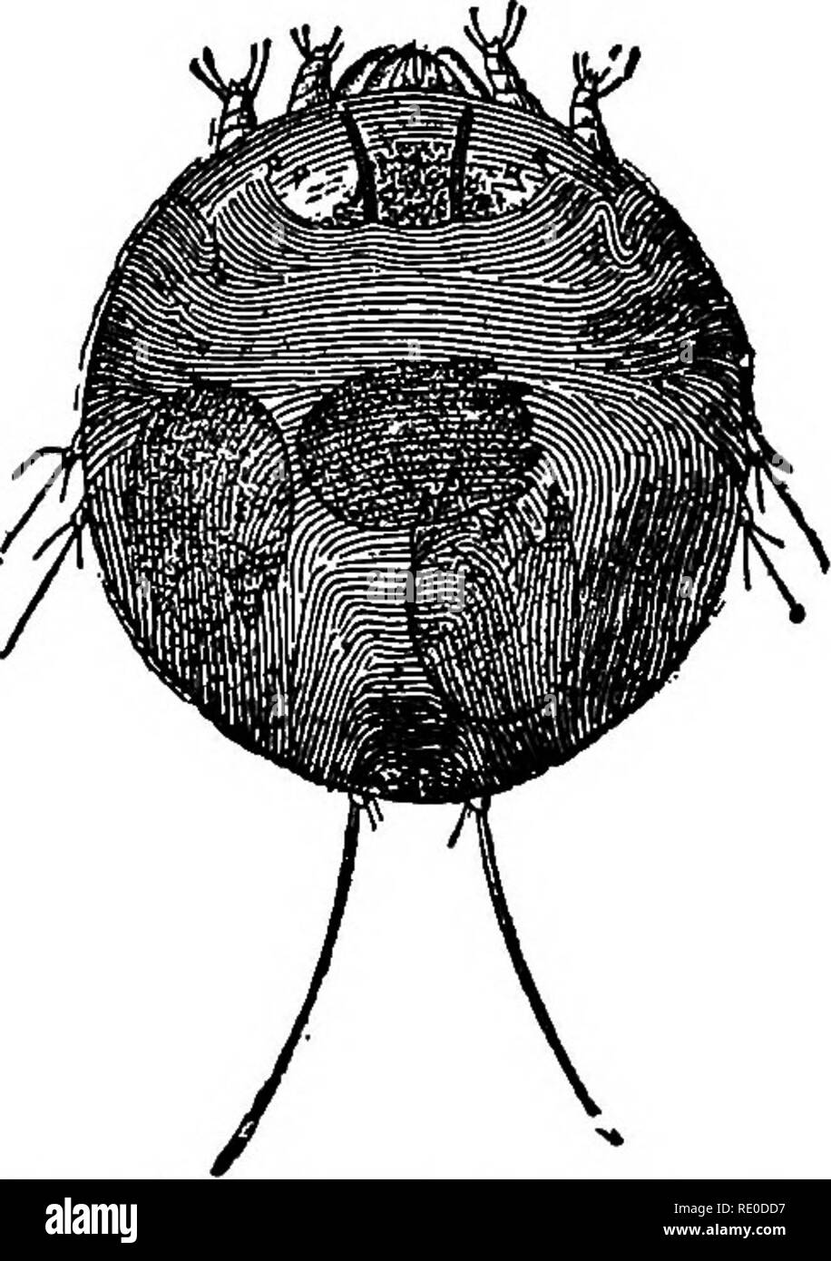 . Diseases of domesticated birds. Poultry; Poultry; Birds. SCALY LEG OE ...
