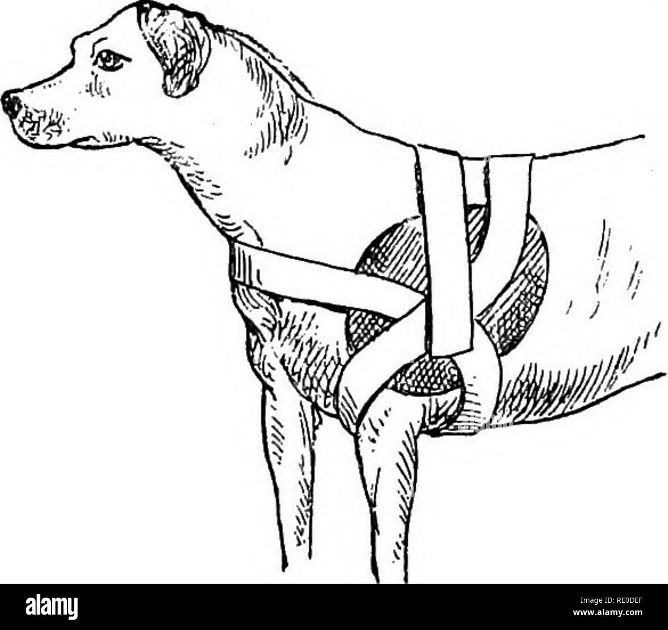 Why Does My Dogs Shoulder Hurt