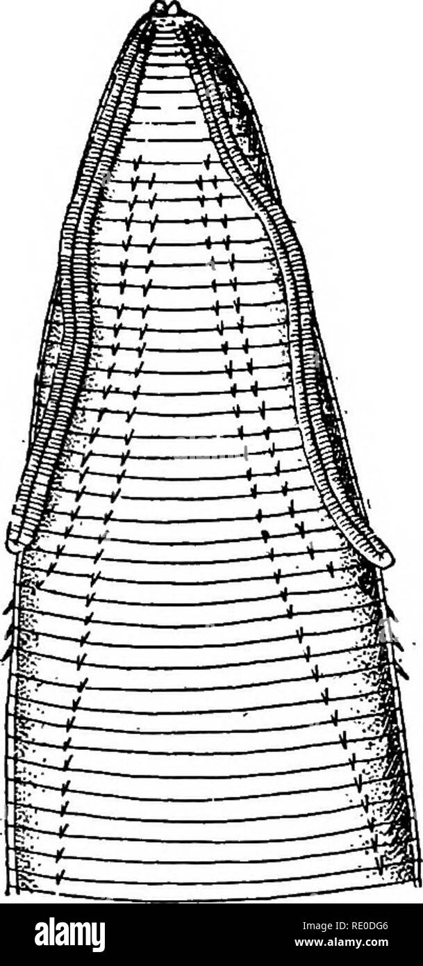 Life cycle of swans Black and White Stock Photos & Images - Alamy