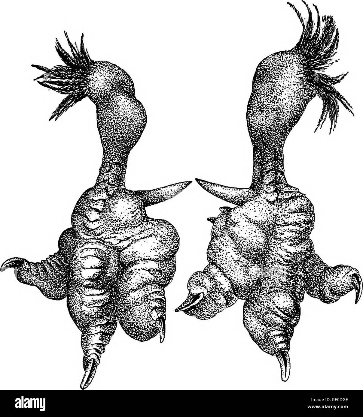 . Diseases of domesticated birds. Poultry; Poultry; Birds. GENEEAL ...