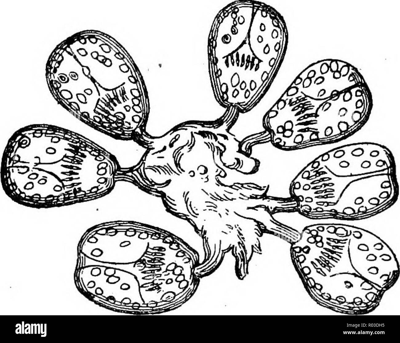 Inverted dog Black and White Stock Photos & Images - Alamy