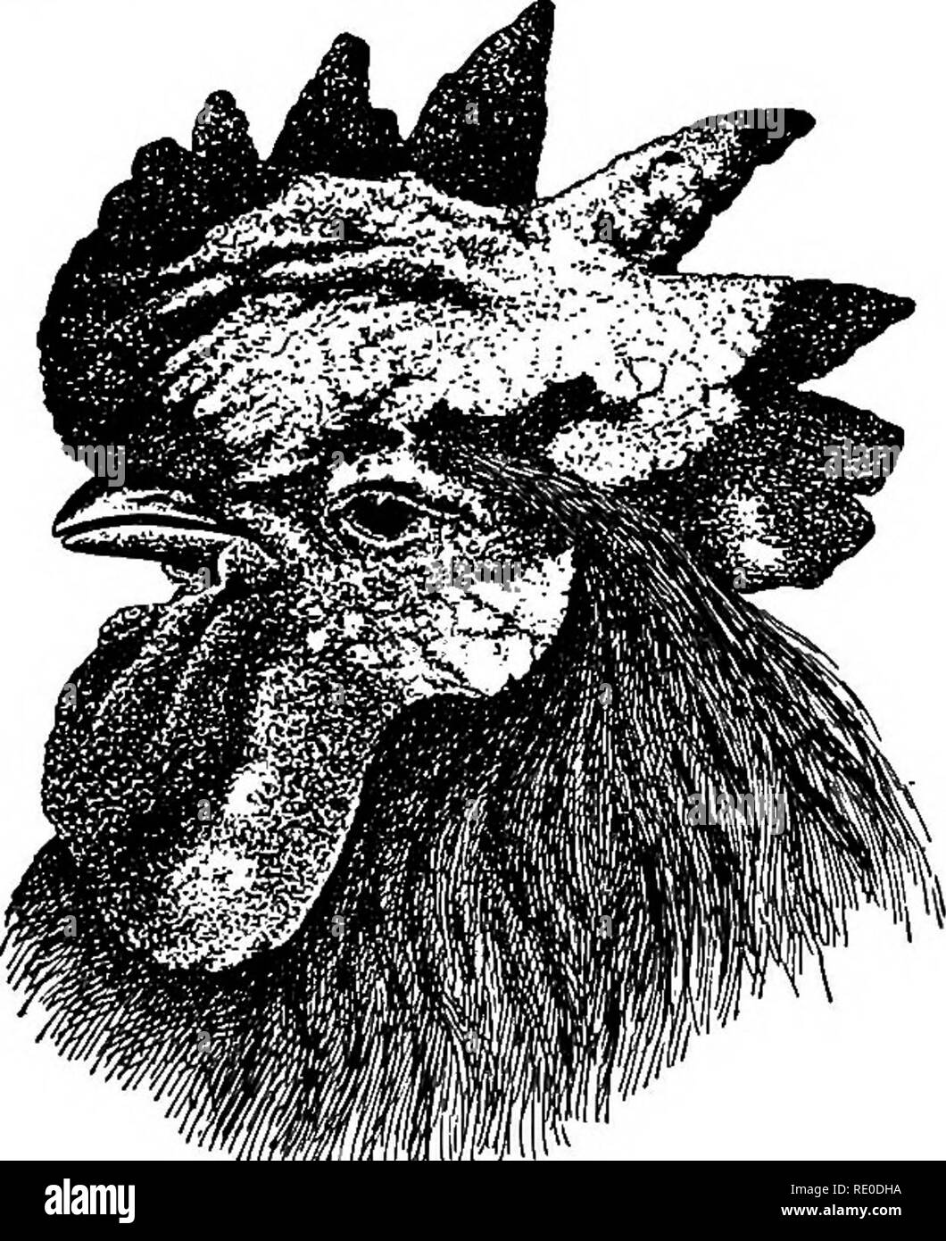 . Diseases of domesticated birds. Poultry; Poultry; Birds ...