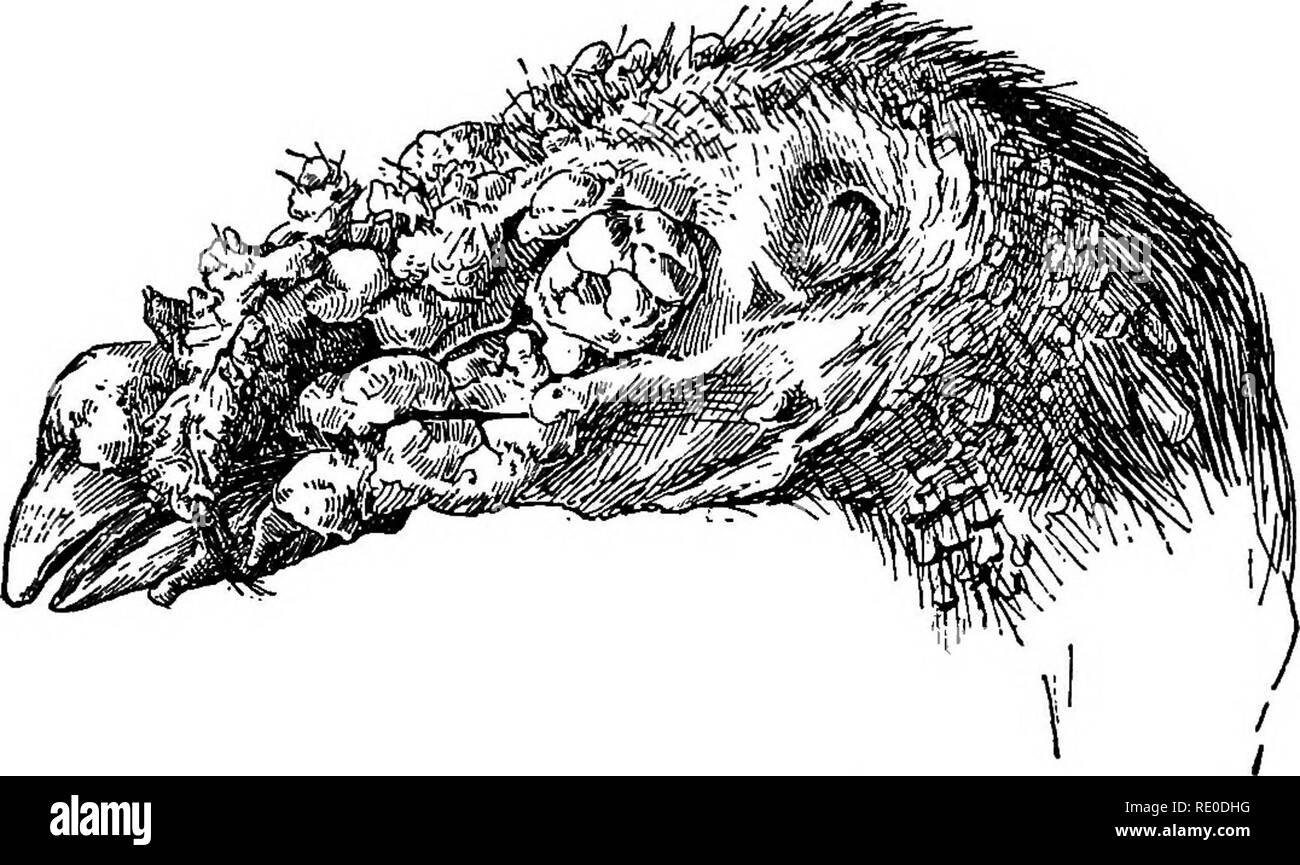 Bird pox hi-res stock photography and images - Alamy