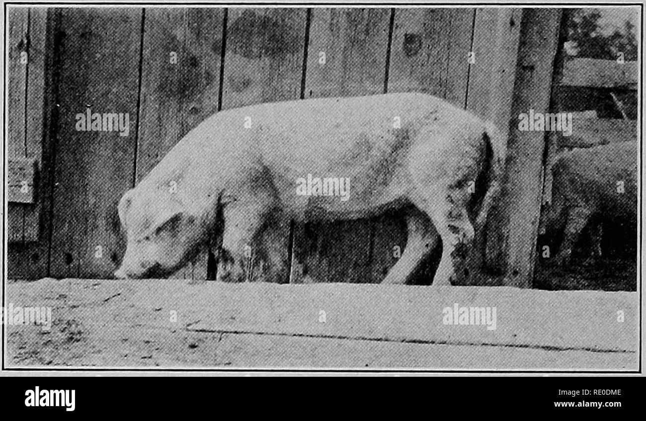 . Diseases of swine : with special reference to the preventive measures ...