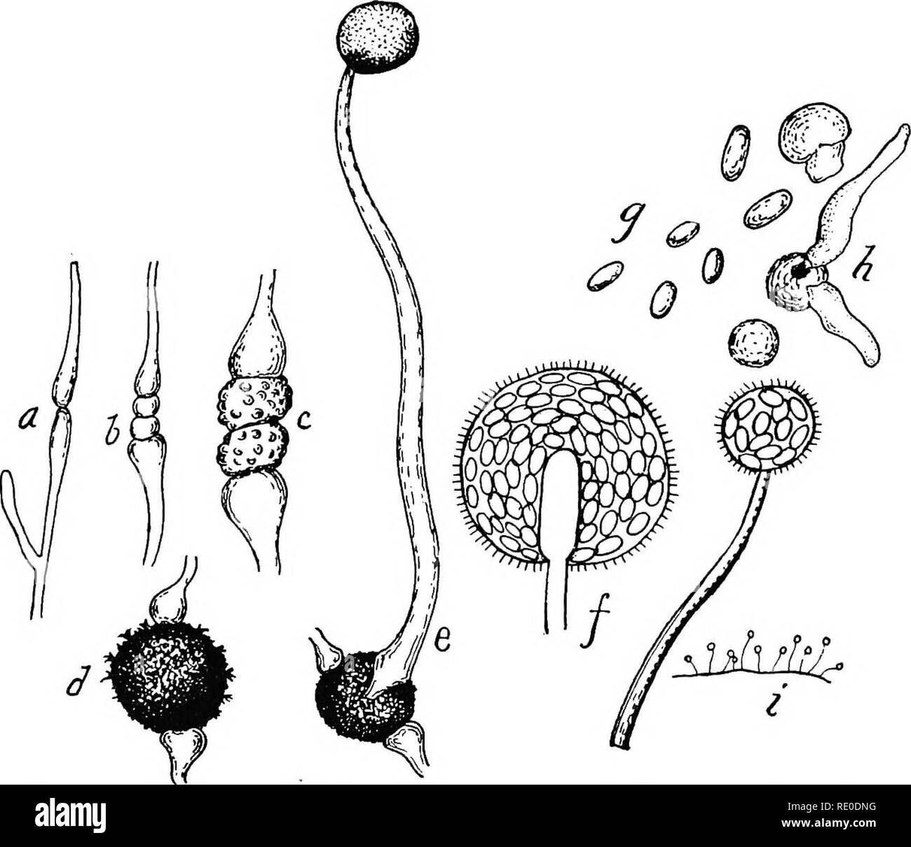 spore formation examples mucor