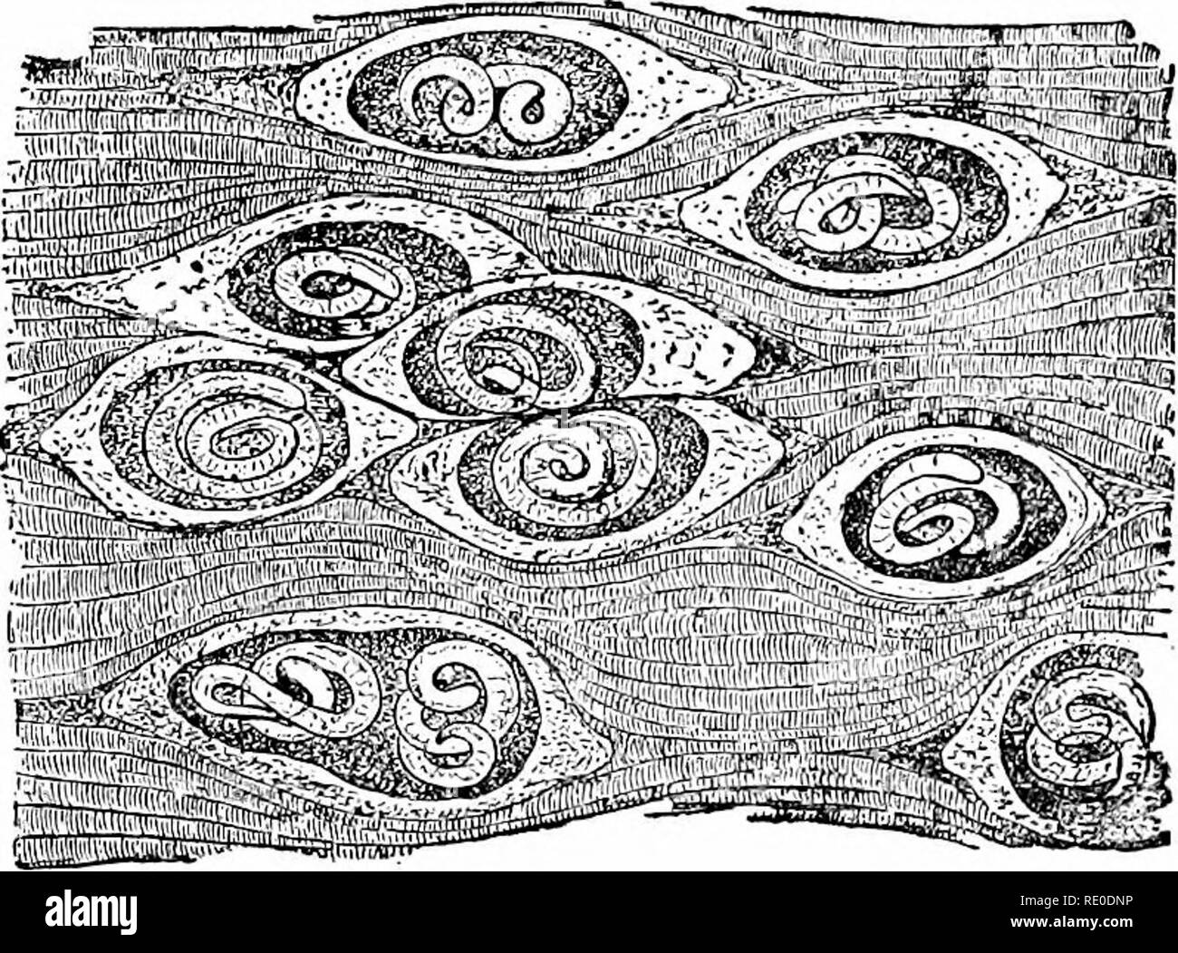 Cow muscle microscope Black and White Stock Photos & Images - Alamy