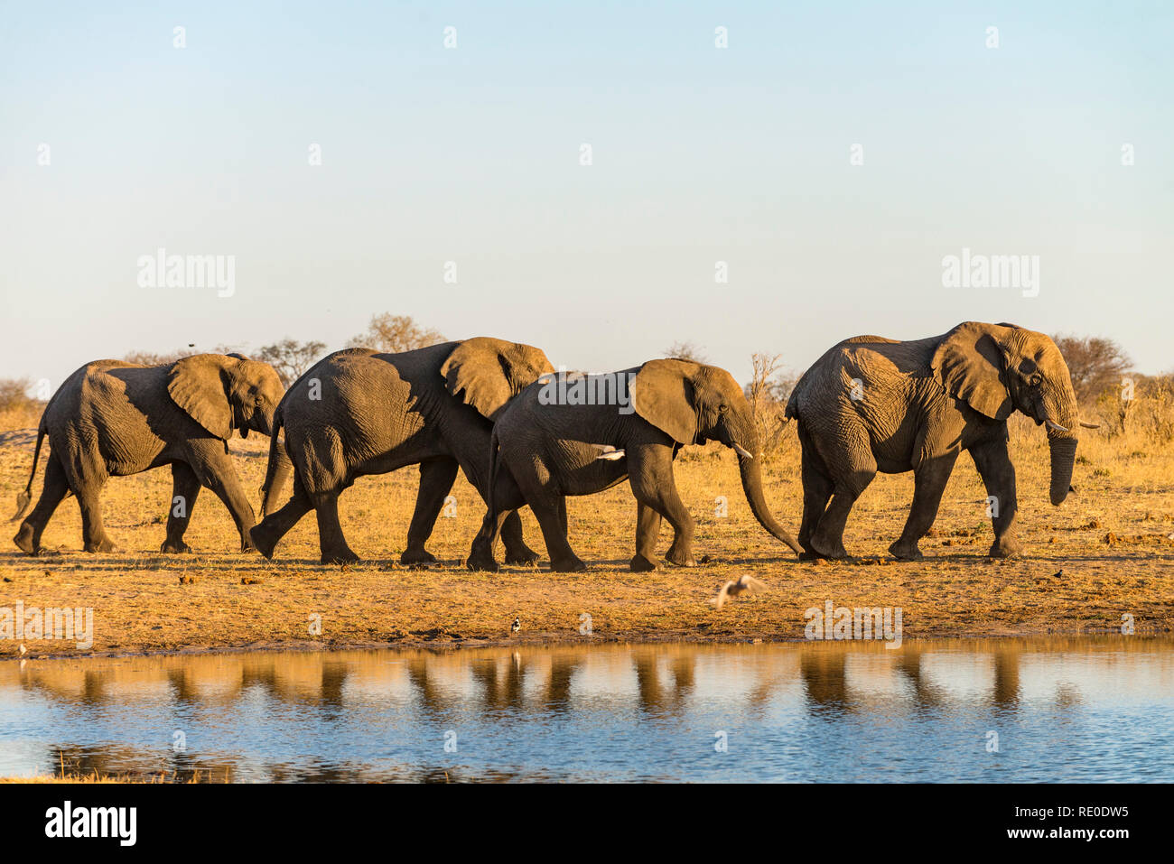 Elephants Walking In A Line